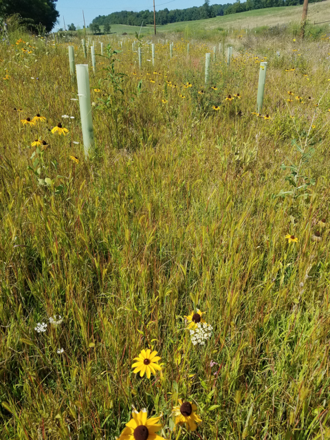 Buffer Maintenance / Stewardship | James River Consortium